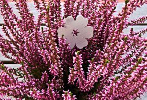 Slik holder lyngen seg frisk og vakker lenge - HusGlede.no